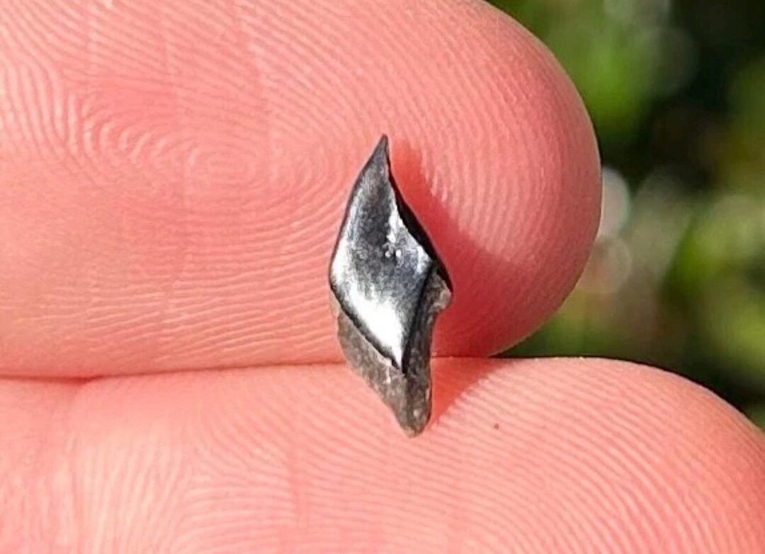 Hell Creek Fossil Gar Fish Scale Montana Cretaceous Age - Etsy