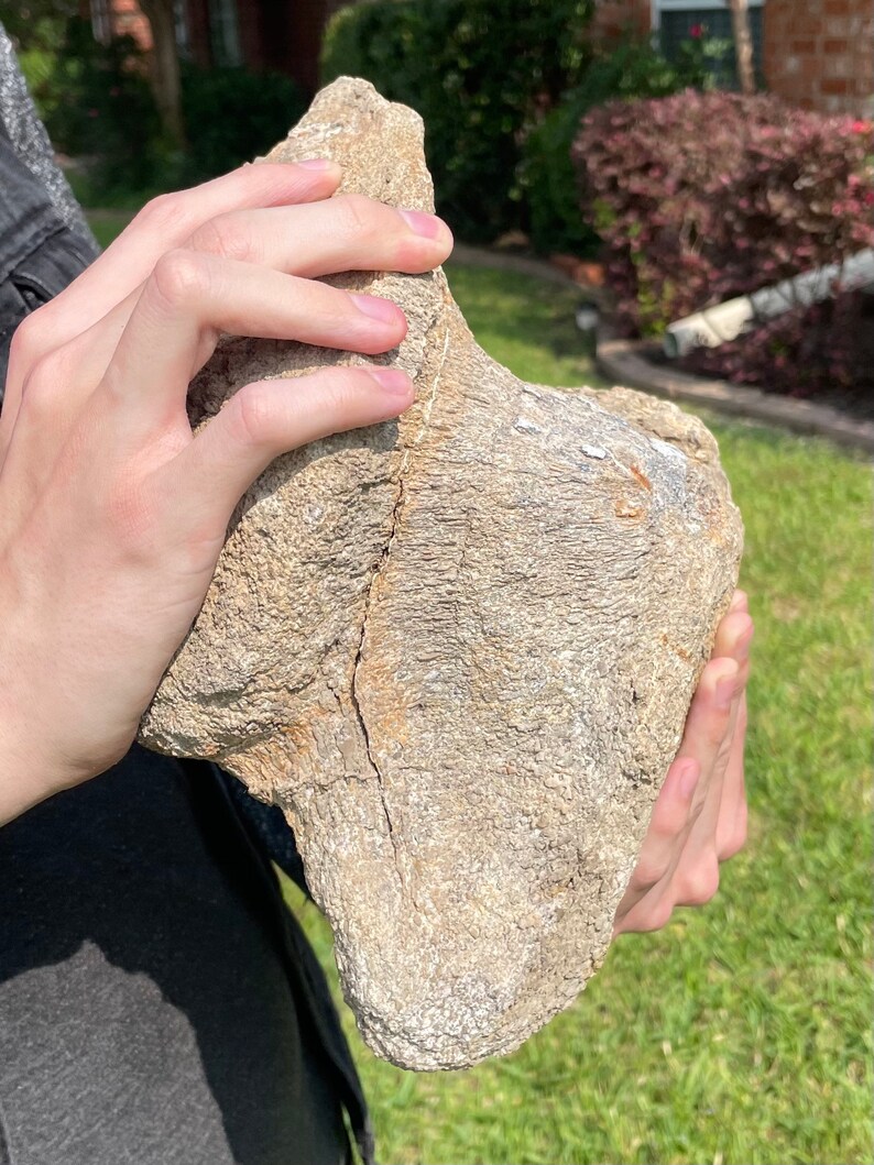 HUGE Atlasaurus Sauropod Vertebrae Dinosaur Bone Cretaceous - Etsy