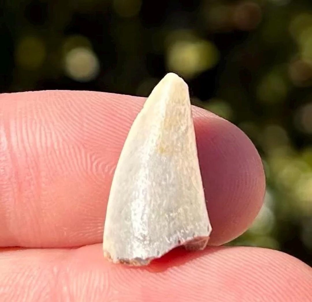 Uzbekistan Tyrannosaur Dinosaur Tooth RARE Timurlengia RARE Bissekty ...