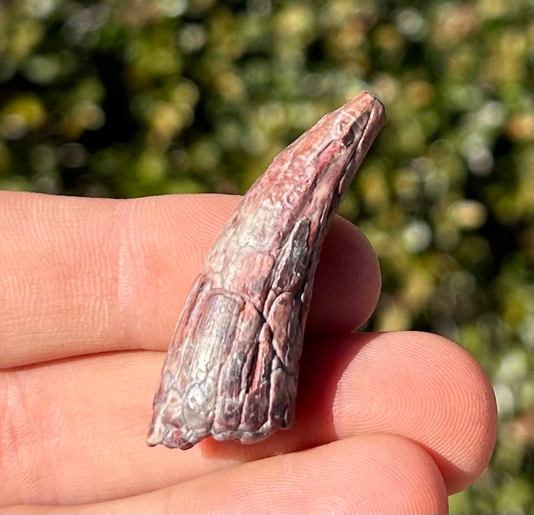 Suchomimus Dinosaur Tooth 1.6 Fossil From Niger Cretaceous Spinosaurus ...