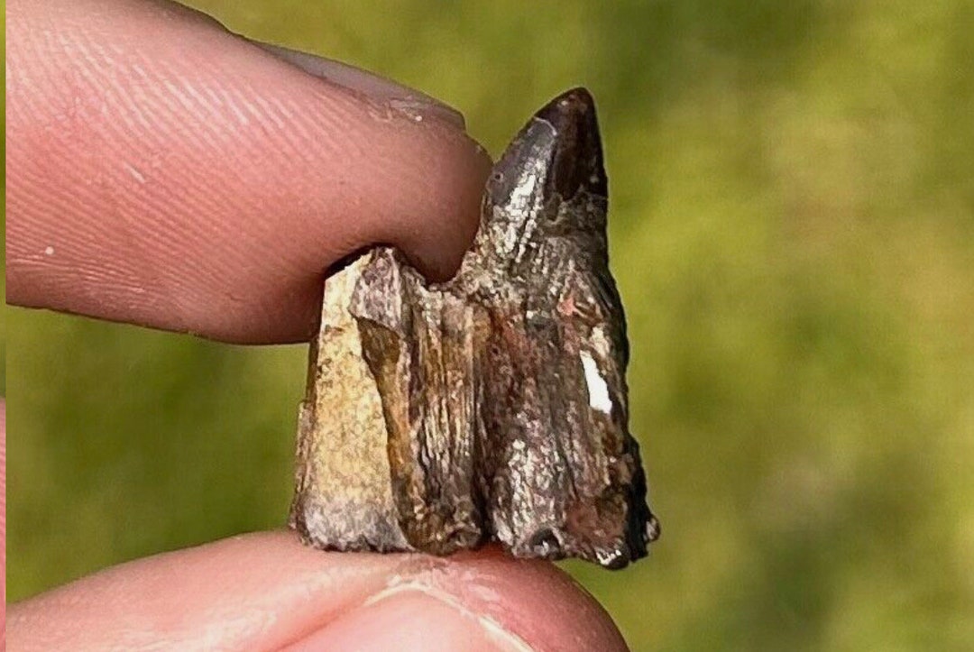 Dimetrodon Tooth Fossil Jaw Dinosaur Tooth in Jaw Bone Fossil Dinosaur ...