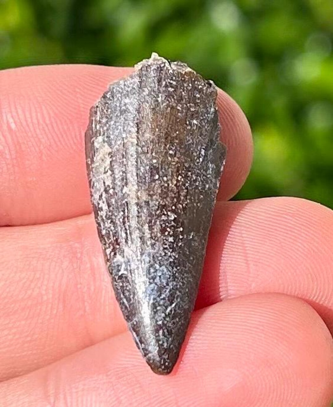 Suchomimus Dinosaur Tooth Fossil From Niger Cretaceous Spinosaurus ...