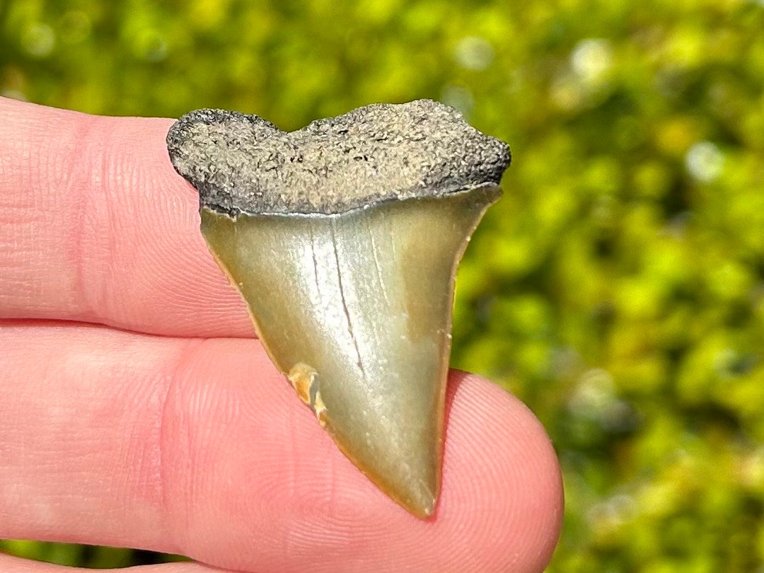 NICE Belgium Fossil Mako Sharks Tooth 1.35” Pliocene Age Antwerp Shark ...