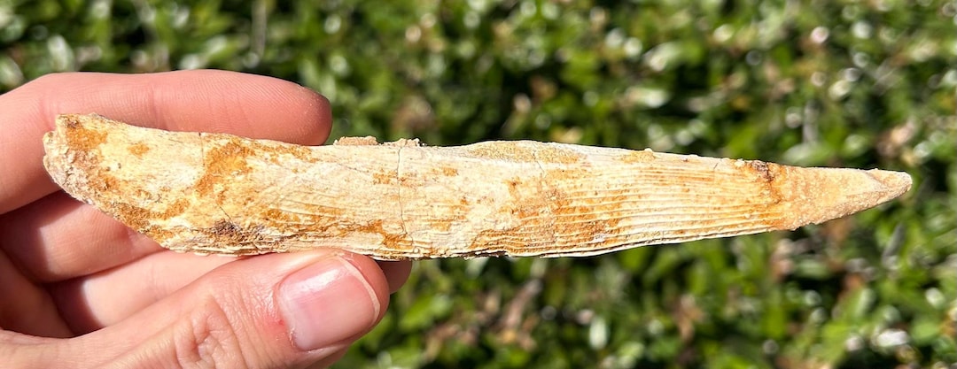 HUGE Hybodus Fossil Shark Spine Morocco Hybodont Kem Kem Cretaceous Age ...