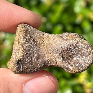RARE Coelurus Toe Phalange Fossil Theropod Dinosaur Bones Morrison ...