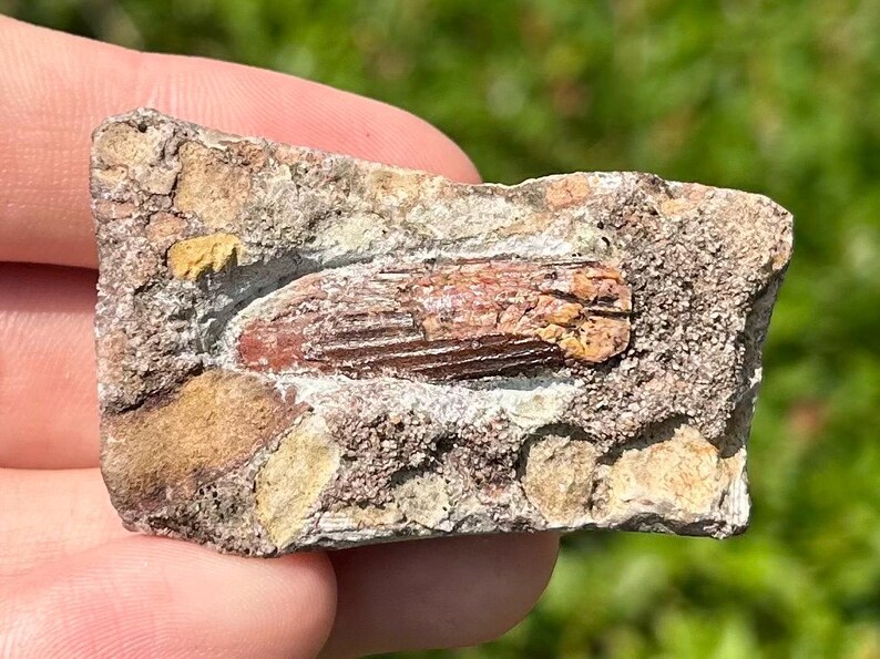 RARE Siamosaurus Dinosaur Tooth Fossil Theropod Spinosaurid Sao Khua ...
