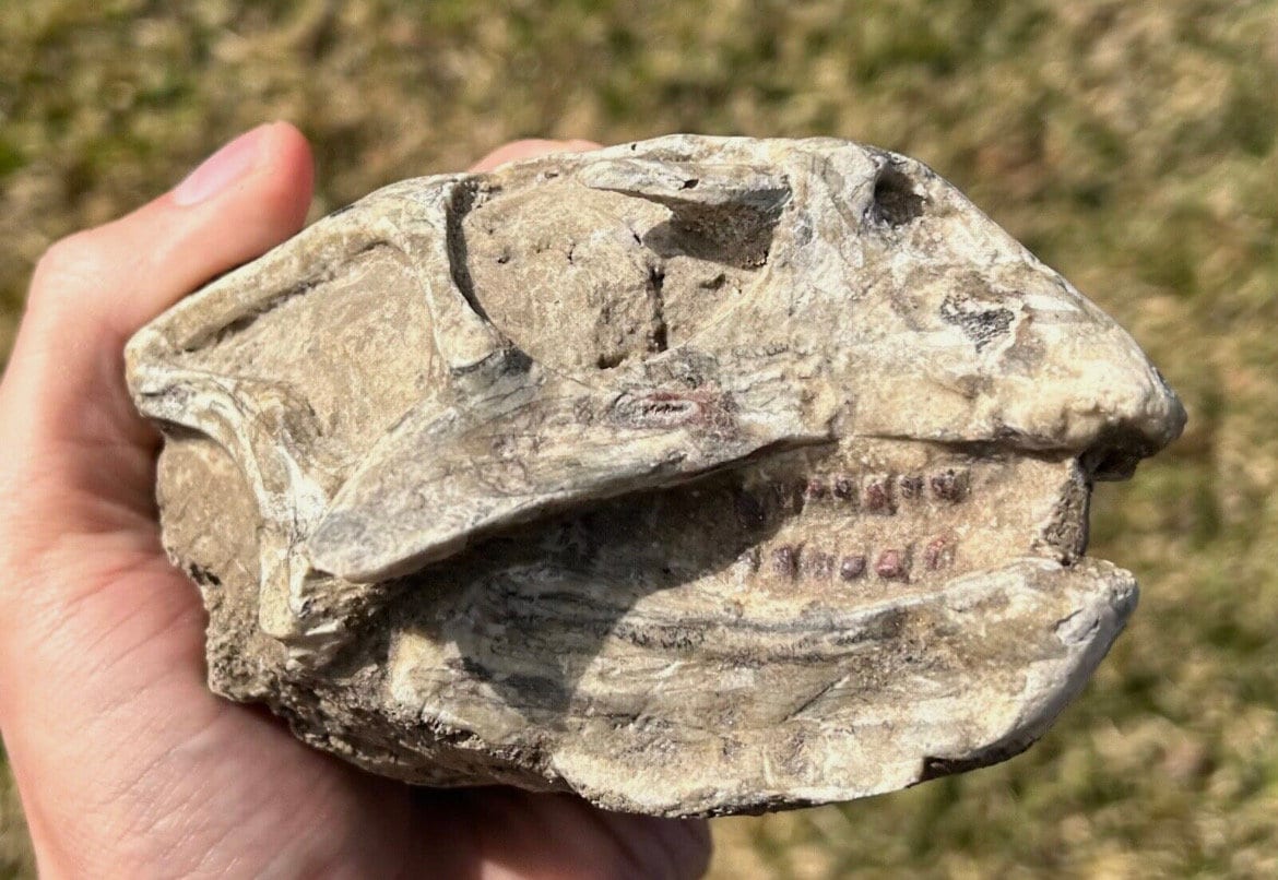 RARE Fossil Psittacosaurus Dinosaur Skull Bone China Yixian Fm ...