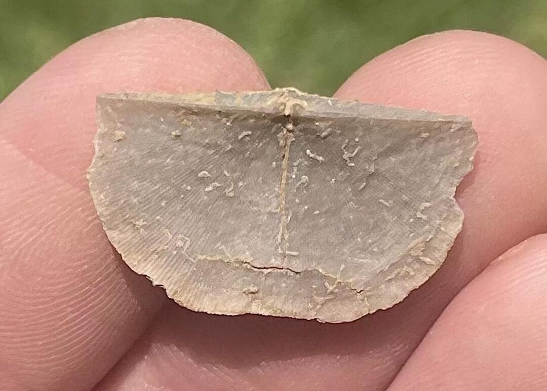Texas Fossil Brachiopod Neochonetes Publoensis Late Permian Age Pueblo ...