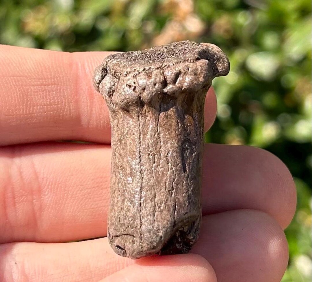 Florida Fossil Deer Antler Mammal Ice Age Pleistocene Bones Odocoileus ...