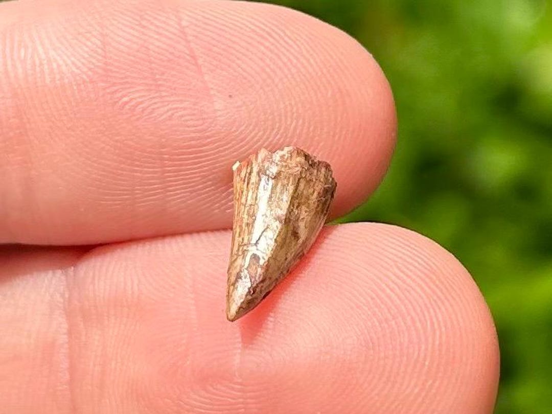 Fossil Phytosaur Tooth Redondasaurus Triassic Age Redonda Formation ...