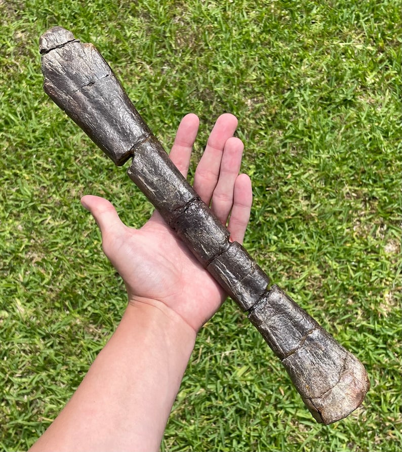 15.4 Montana Fossil Gryposaurus Radius Dinosaur Bone HUGE - Etsy