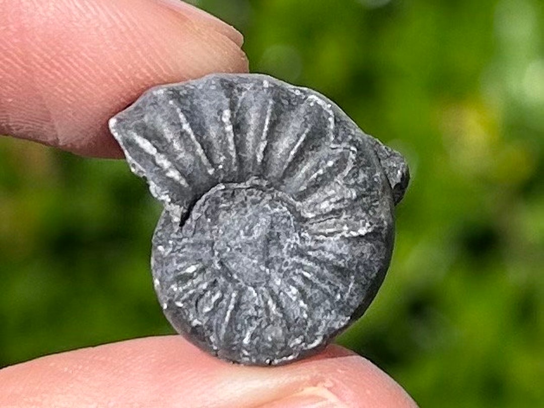 NICE Peru Fossil Ammonite Prolyelliceras Cretaceous Age Albian Peruvian ...