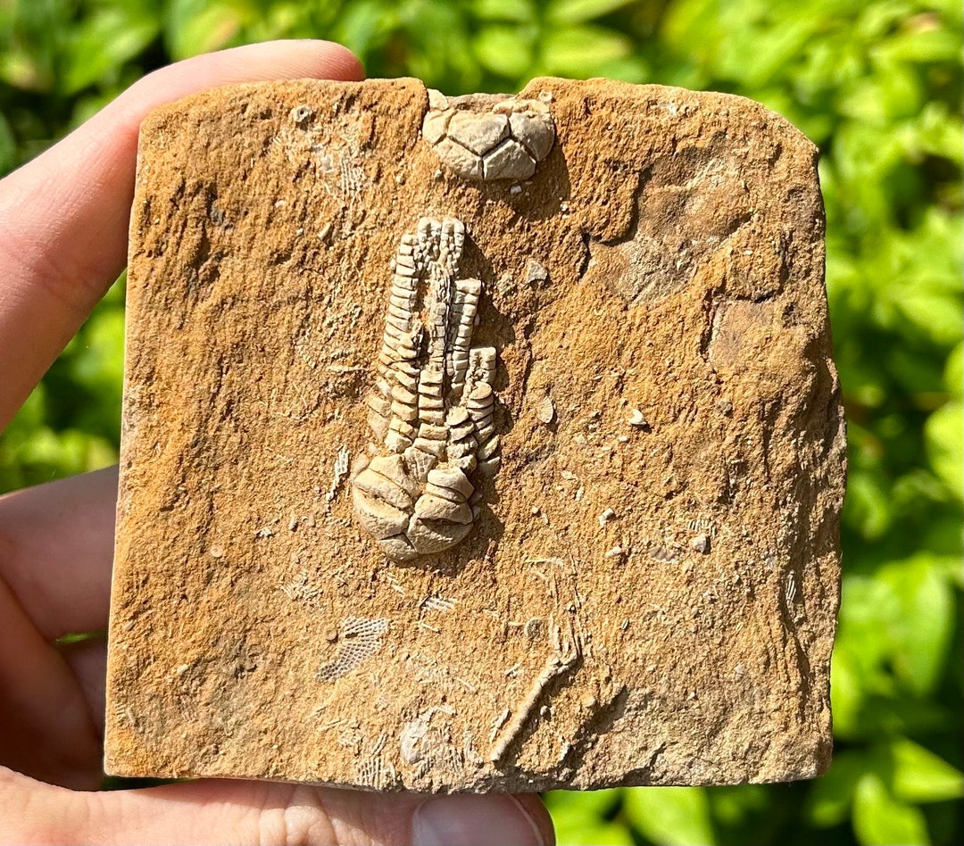 Alabama Fossil Crinoid in Matrix Cymbiocrinus Rare Mississippian Age ...