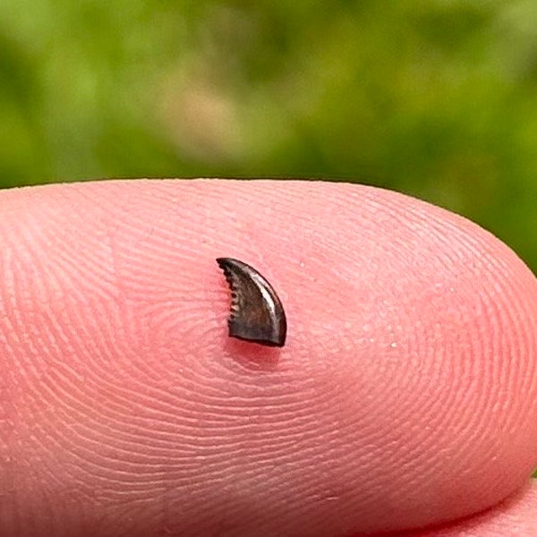 Troodon Dinosaur - Etsy