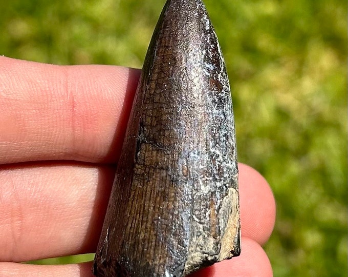 BIG Sarcosuchus Tooth 2 Niger SUPER CROC Crocodile Dinosaur Tooth - Etsy