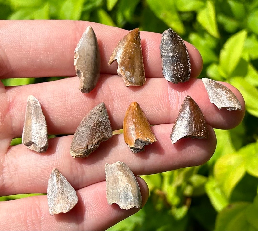 Majungasaurus Dinosaur Teeth Fossils Wholesale LOT OF 10 Madagascar ...