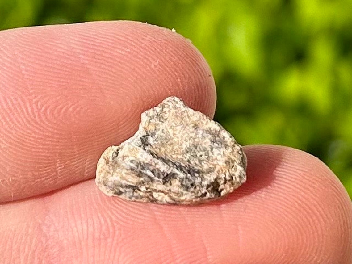 Texas Fossil Lungfish Tooth RARE Permian Age Fish Wolfcampian Series - Etsy