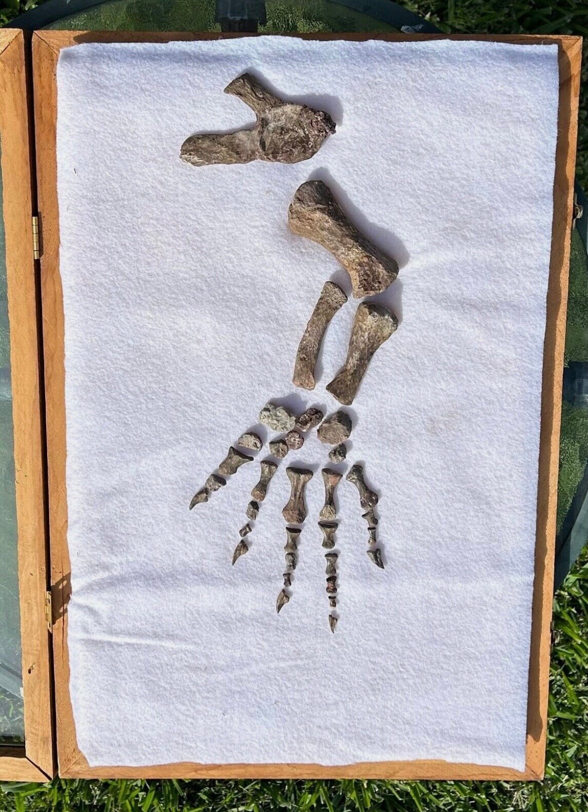 RARE Dimetrodon Leg and Foot MUSEUM QUALITY Fossil Dinosaur Permian ...