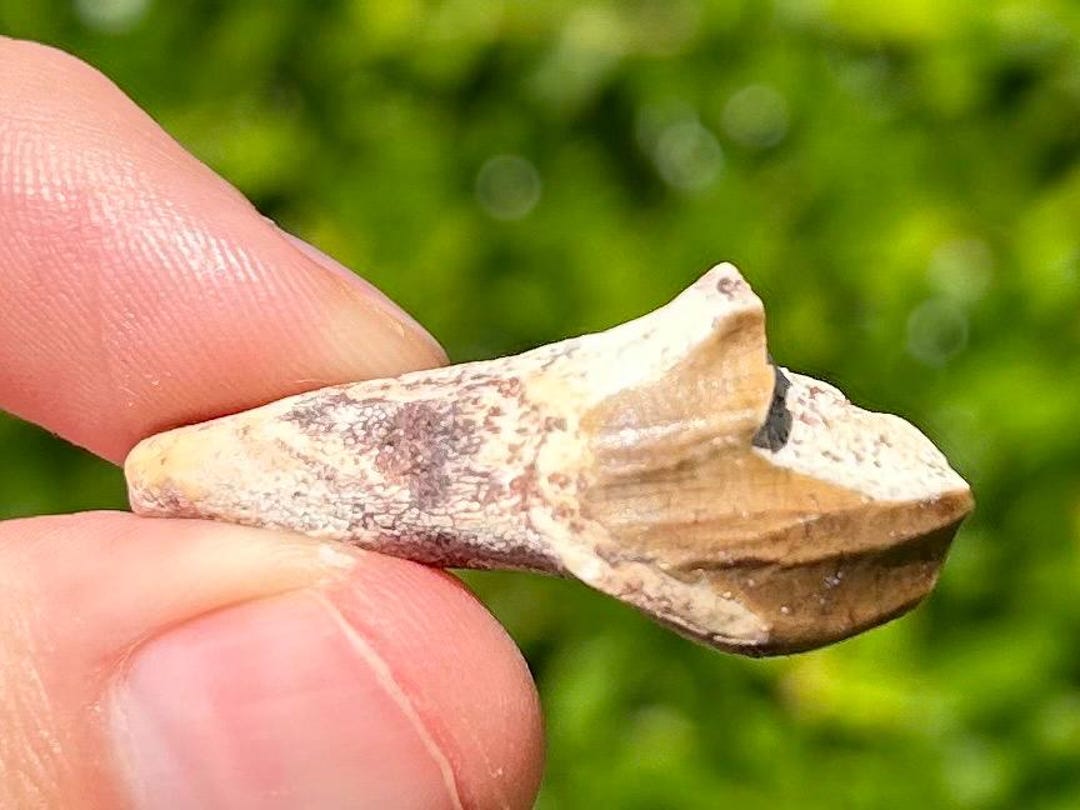 RARE Ouranosaurus Dinosaur Tooth Fossil WITH ROOT From Niger Elrhaz ...