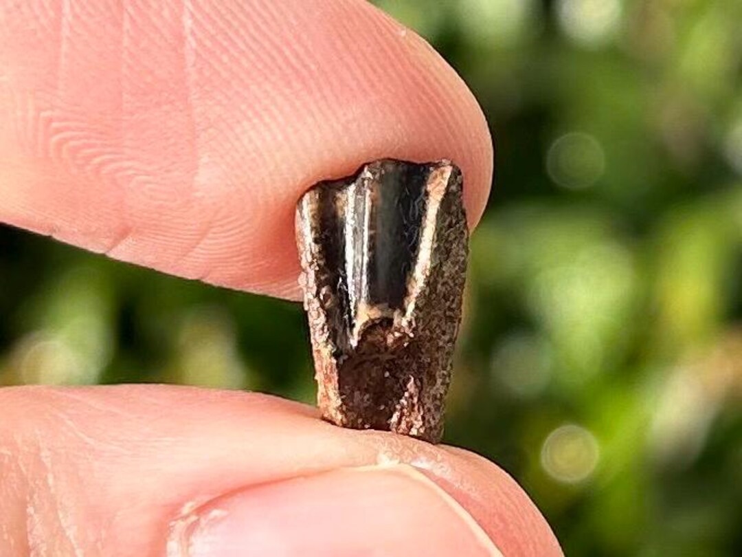 NICE Texas Fossil Dinosaur Tooth Hadrosaur Aguja Formation Cretaceous ...