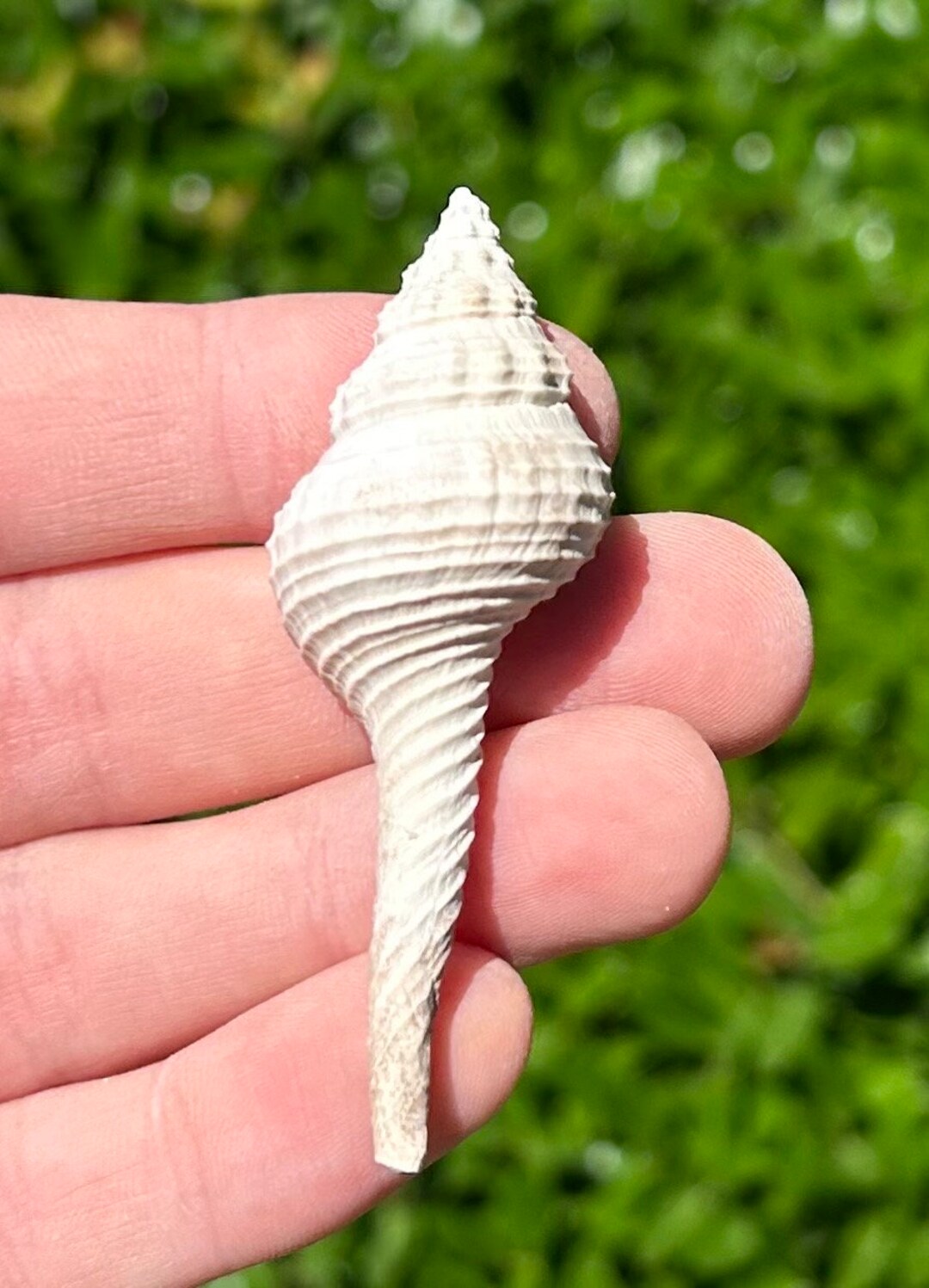 NICE Florida Fossil Gastropod Fusinus Caloosaensis 2.35 Pliocene Age ...