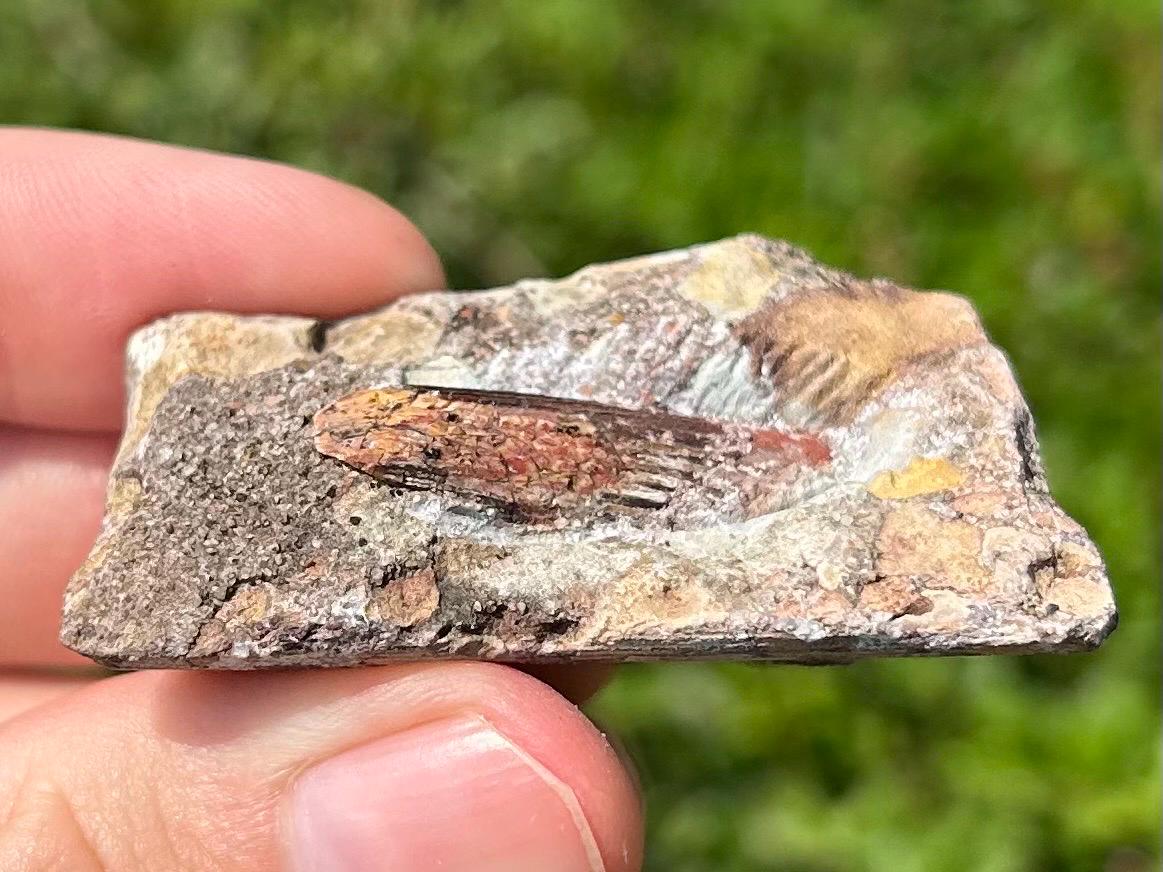 RARE Siamosaurus Dinosaur Tooth Fossil Theropod Spinosaurid Sao Khua ...