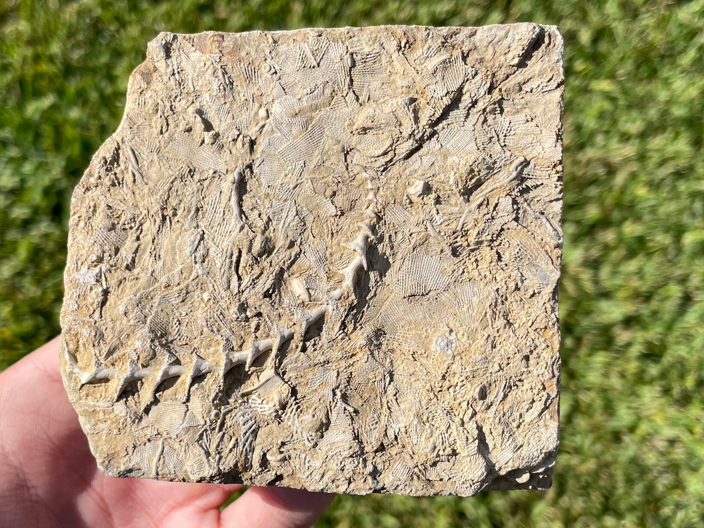 Archimedes Screw Fossil