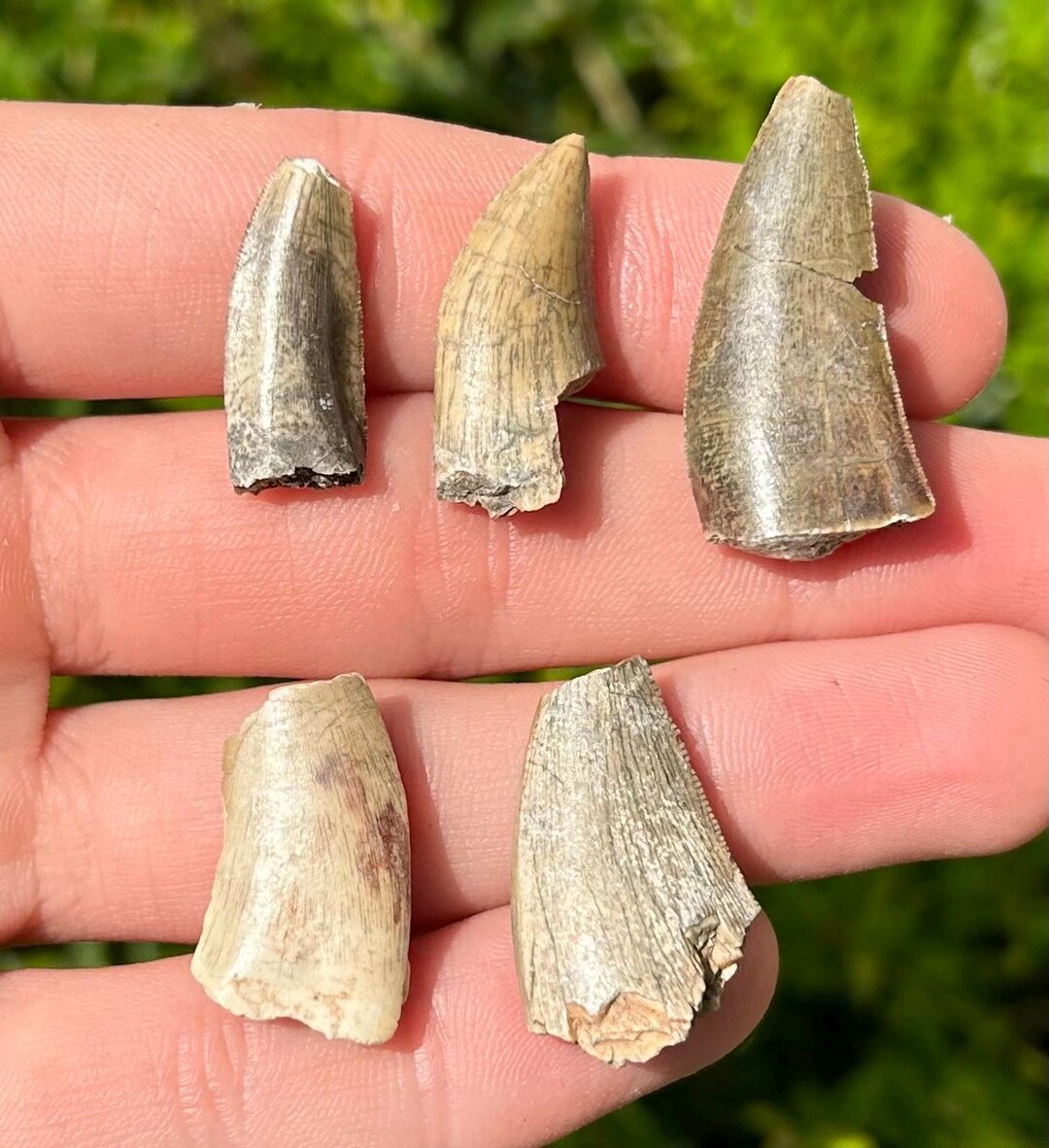 Dinosaur Teeth Fossils LOT OF 5 Kryptops Eocarcharia Niger Theropod ...
