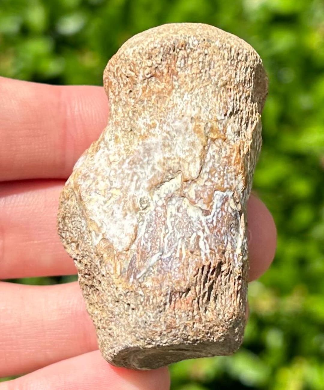 Texas Fossil Mosasaur Vertebrae Dinosaur Bone Ozan Formation Cretaceous ...