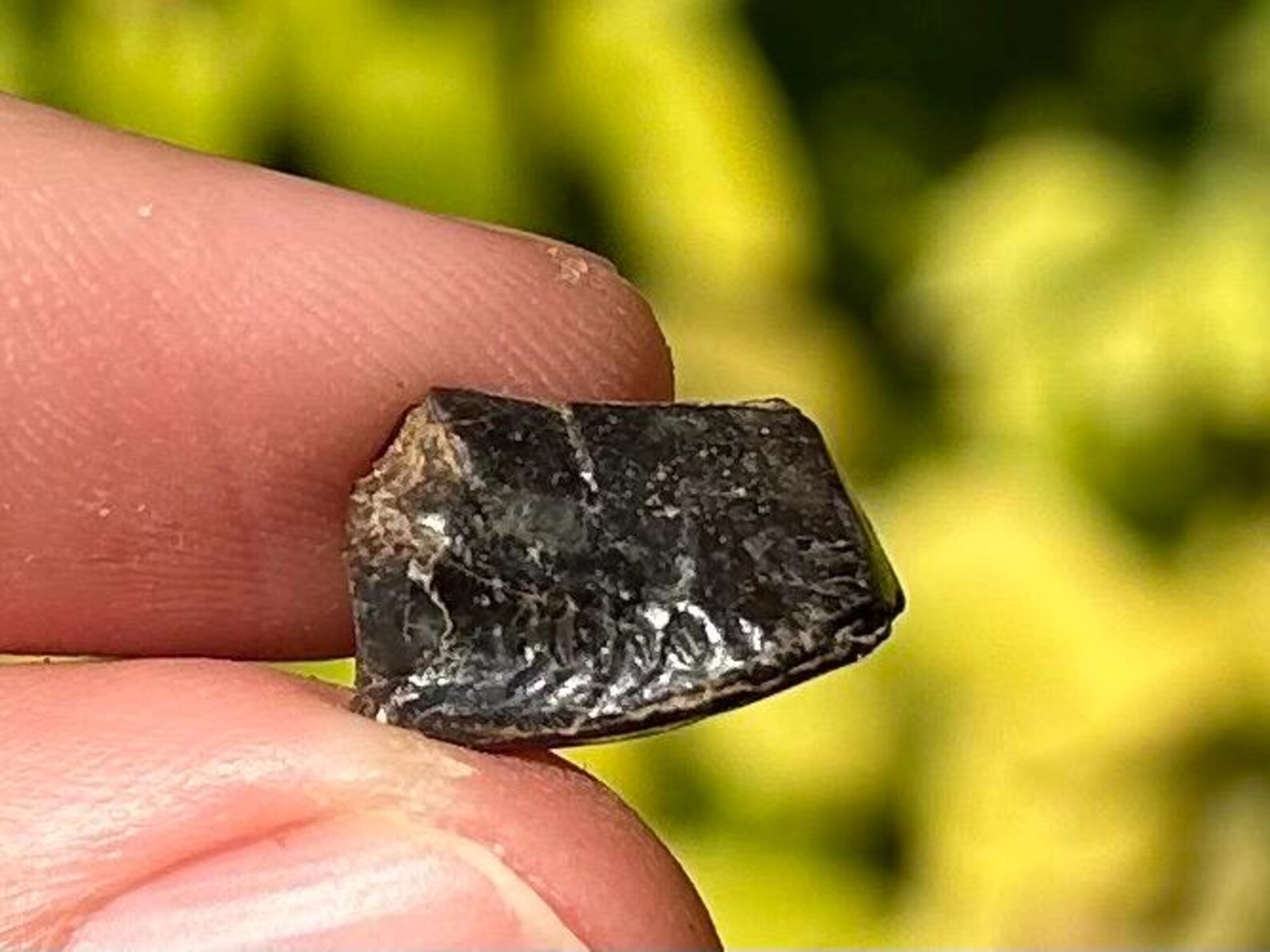 RARE Iguanodon Dinosaur Tooth Fossil Hastings UK Cretaceous Age Dino ...