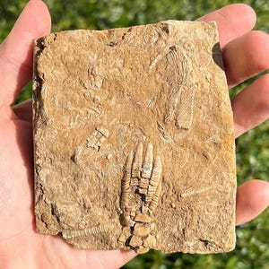 DOUBLE Fossil Crinoids in Matrix Phanocrinus and Pentaramacrinus Bangor ...