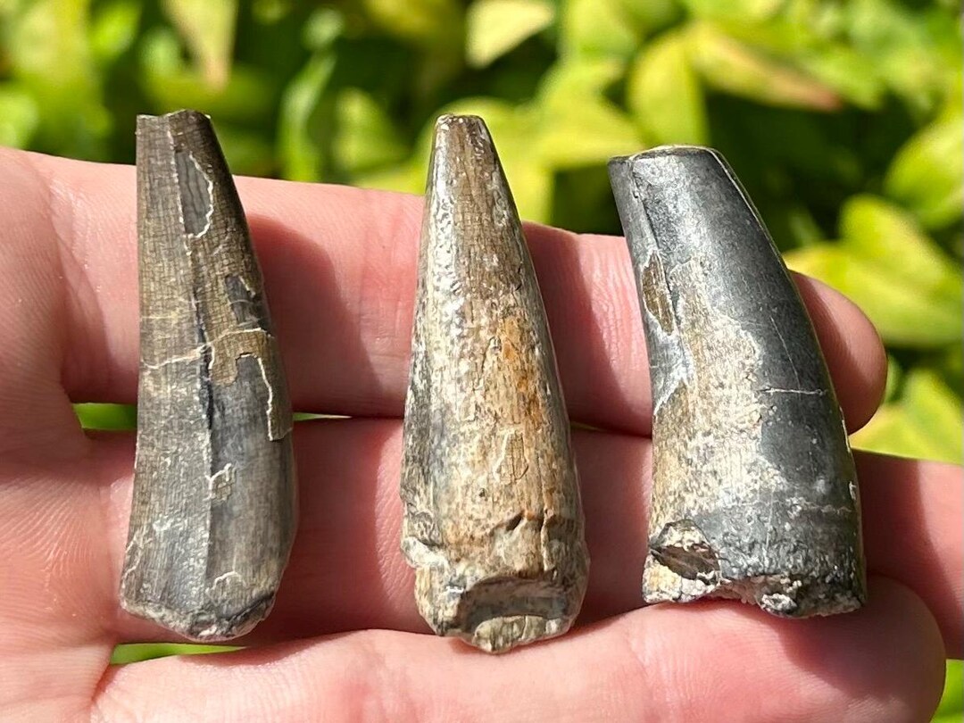 BIG Sarcosuchus Teeth Fossils Lot of 3 Niger SUPER CROC Crocodile ...