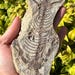 RARE Barasaurus Skeleton Madagascar Fossil Late Permian Reptile ...