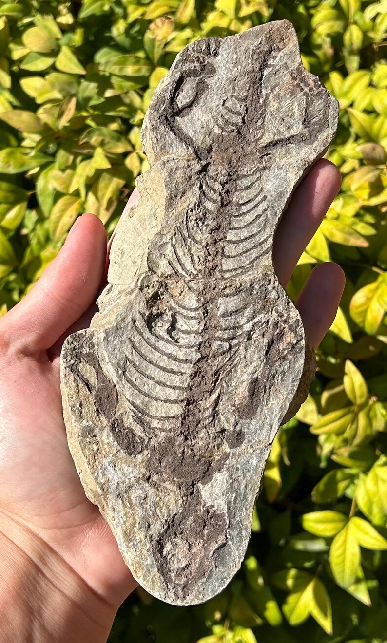 RARE Barasaurus Skeleton Madagascar Fossil Late Permian Reptile ...