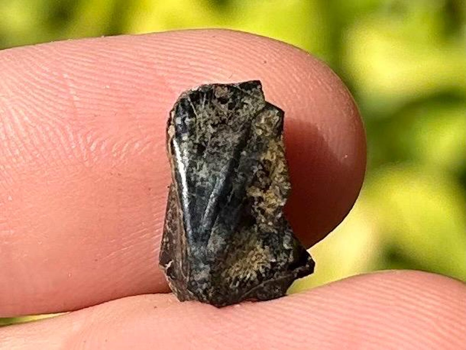 RARE Iguanodon Dinosaur Tooth Fossil Hastings UK Cretaceous Age Dino ...
