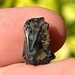 RARE Iguanodon Dinosaur Tooth Fossil Hastings UK Cretaceous Age Dino ...