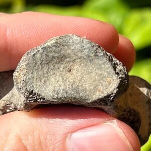 RARE Texas Fossil Smilodon Saber Cat Axis Vertebrae Pleistocene Ice Age ...