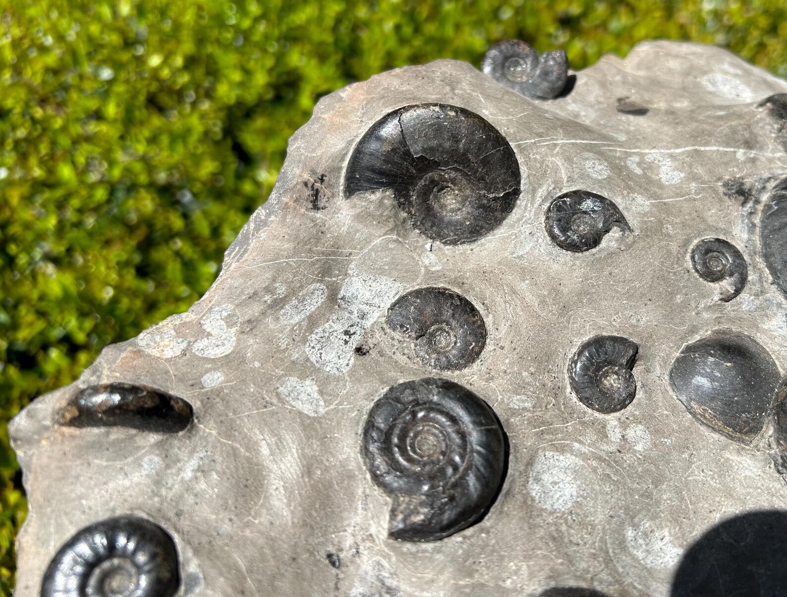 SUPERB Triassic Ammonite Fossils in Matrix Idaho Thayne Formation Multi ...