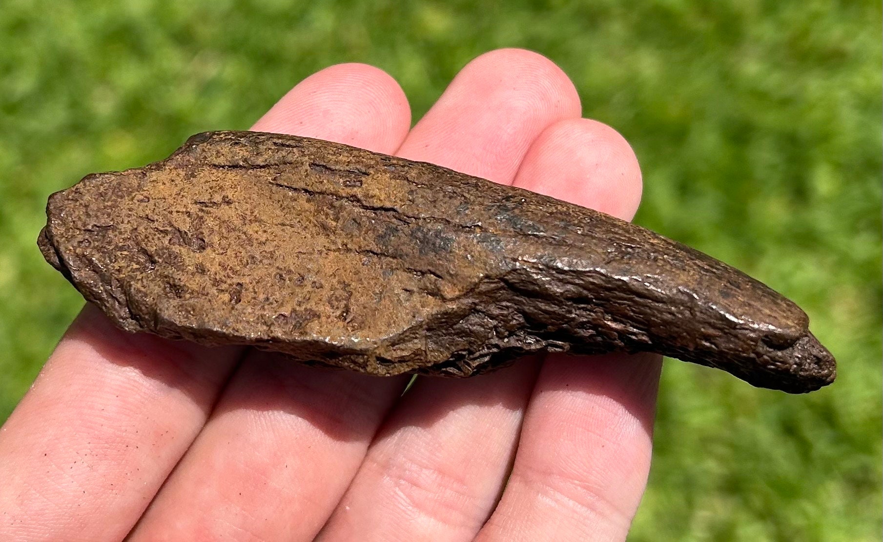 RARE Fossil Sloth Claw Megalonyx Jeffersonii Pleistocene - Etsy