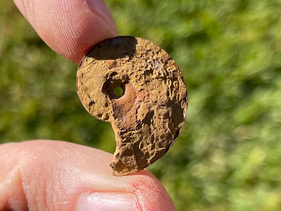 Texas Fossil Ammonite Engonoceras Sp. Cretaceous Dinosaur Age - Etsy