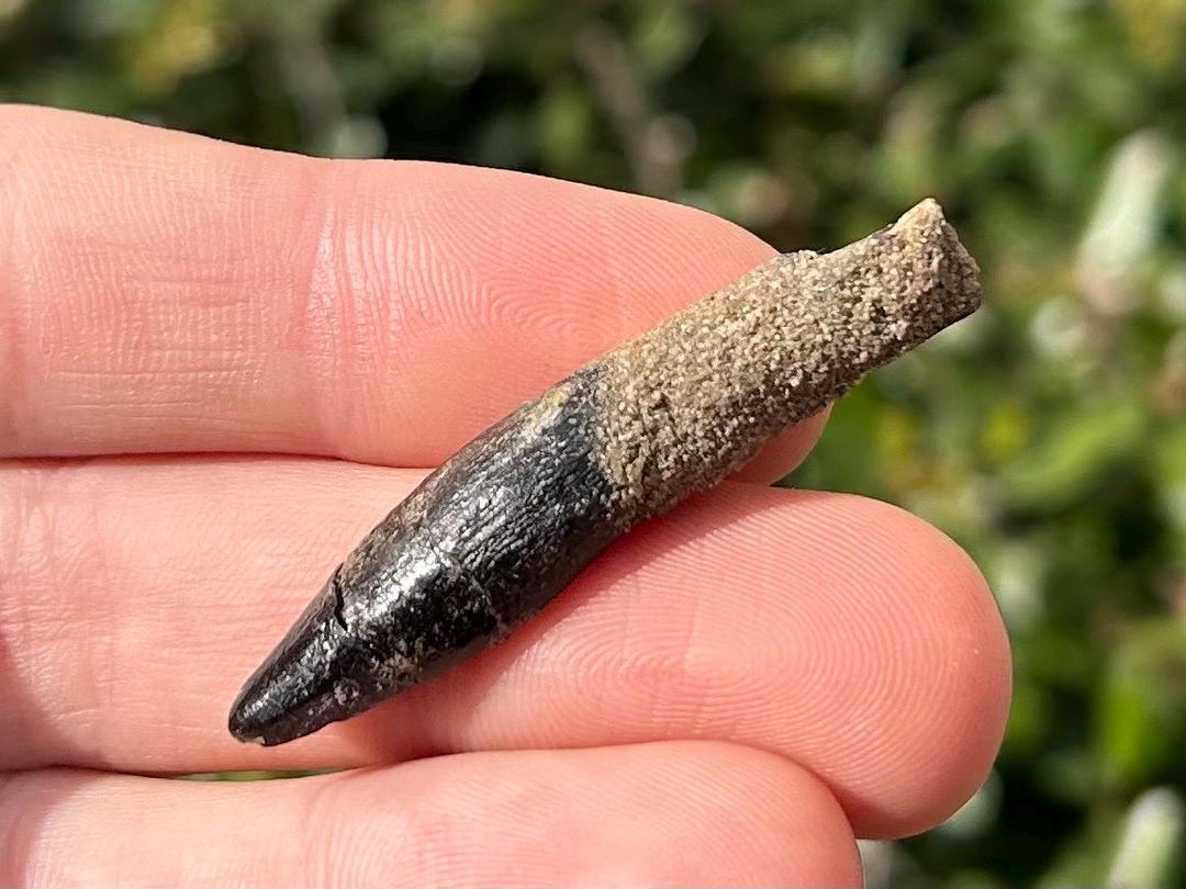 ROOTED Sauropod Dinosaur Tooth Fossil Lapparentosaurus Madagascar ...