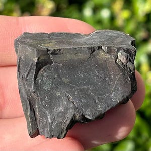 RARE Thailand Fossil Rhino Tooth Aceratherium Miocene Age Rhinoceros ...