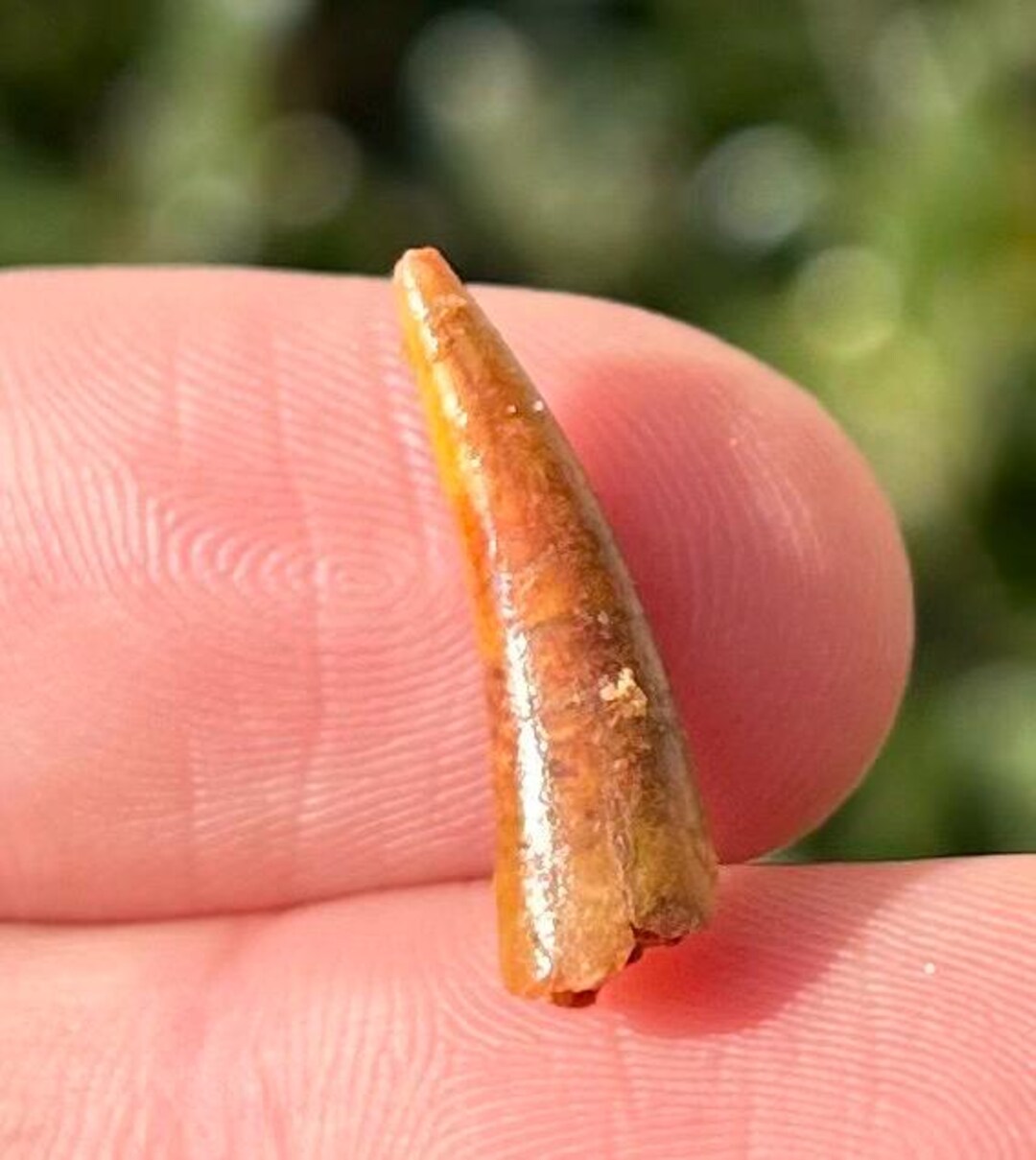Pterosaur Flying Dinosaur Tooth Fossil Morocco Cretaceous Age Kem Kem ...