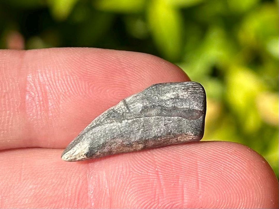 Theropod Dinosaur Claw Fossil From Niger Dino Bones Kryptops ...