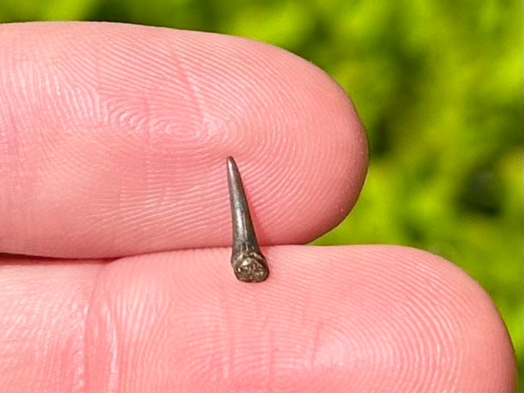 Fossil Sharks Tooth Texas Cretaceous Dinosaur Age Atco Formation Teeth ...