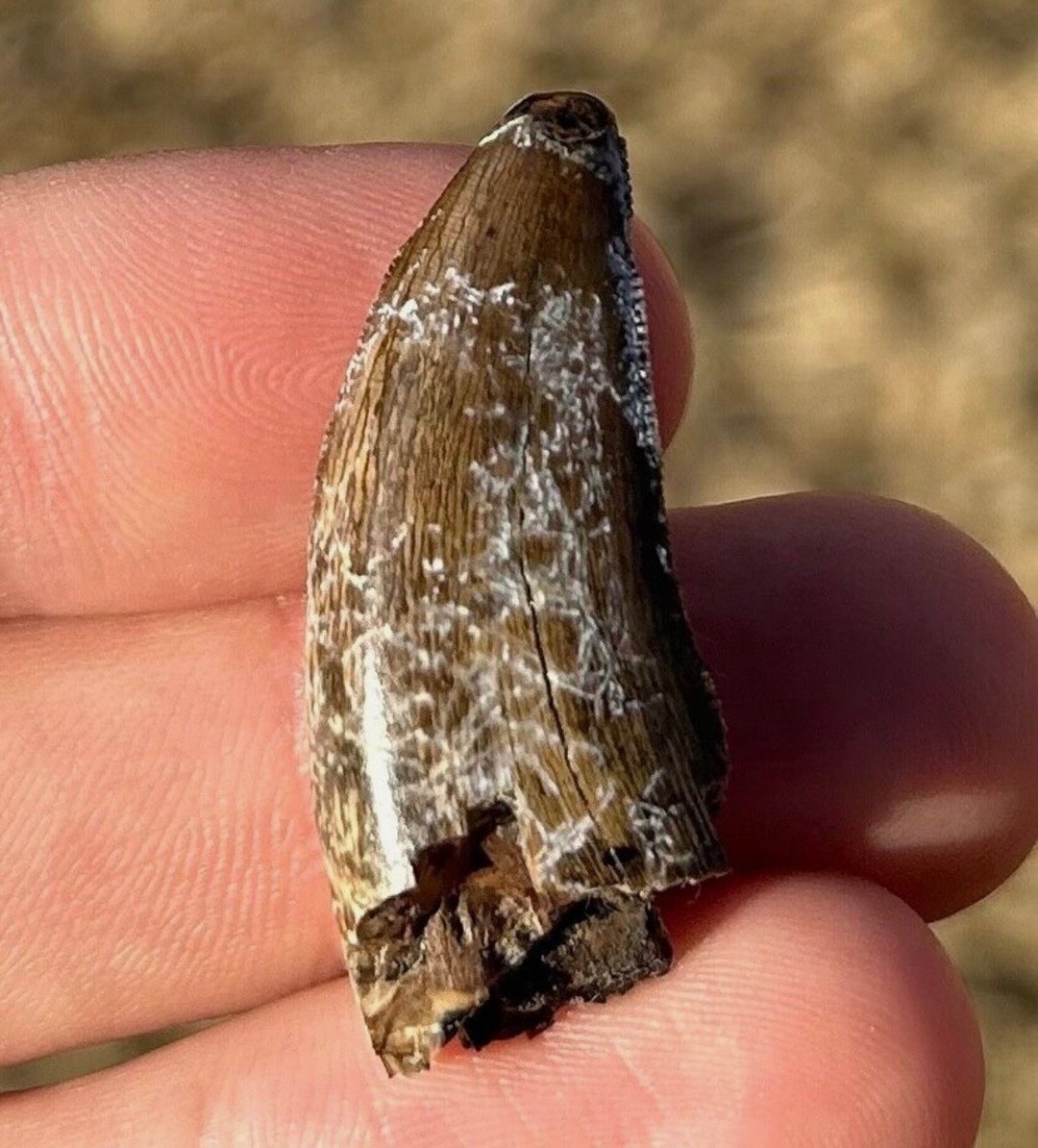 Juvenile T-rex Dinosaur Tooth Fossil Tyrannosaurus Rex Hell Creek ...