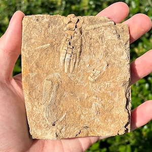 DOUBLE Fossil Crinoids in Matrix Phanocrinus and Pentaramacrinus Bangor ...