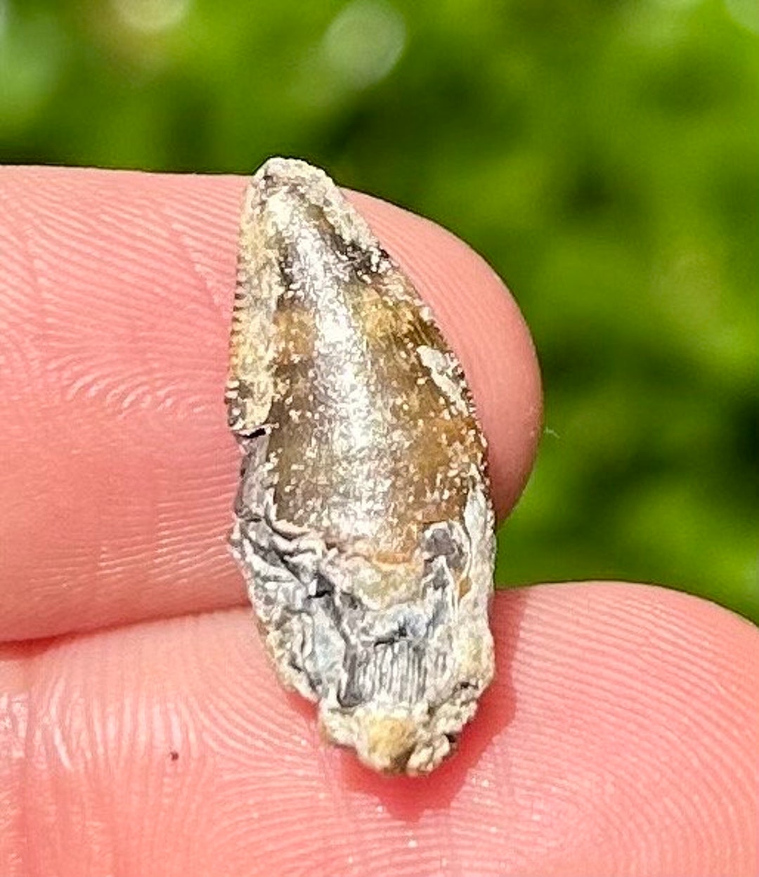 Rare Jurassic Theropod Dinosaur Tooth Fossil Isalo Iiib Formation ...