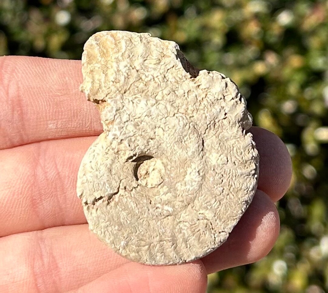 France Fossil Ammonite NICE Middle Jurassic Age French Fossils - Etsy