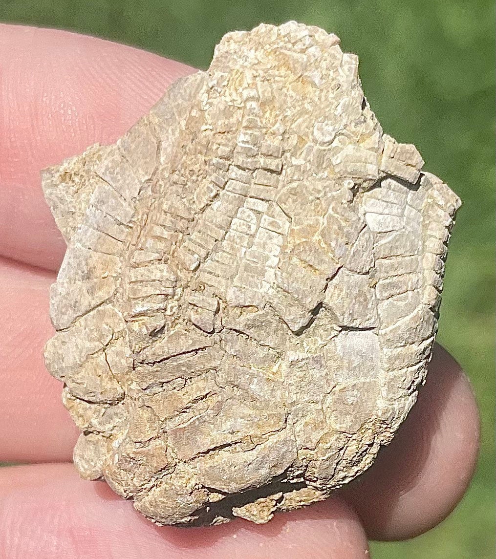 Alabama Fossil Crinoid Zeacrinus Wortheni Rare Mississippian - Etsy